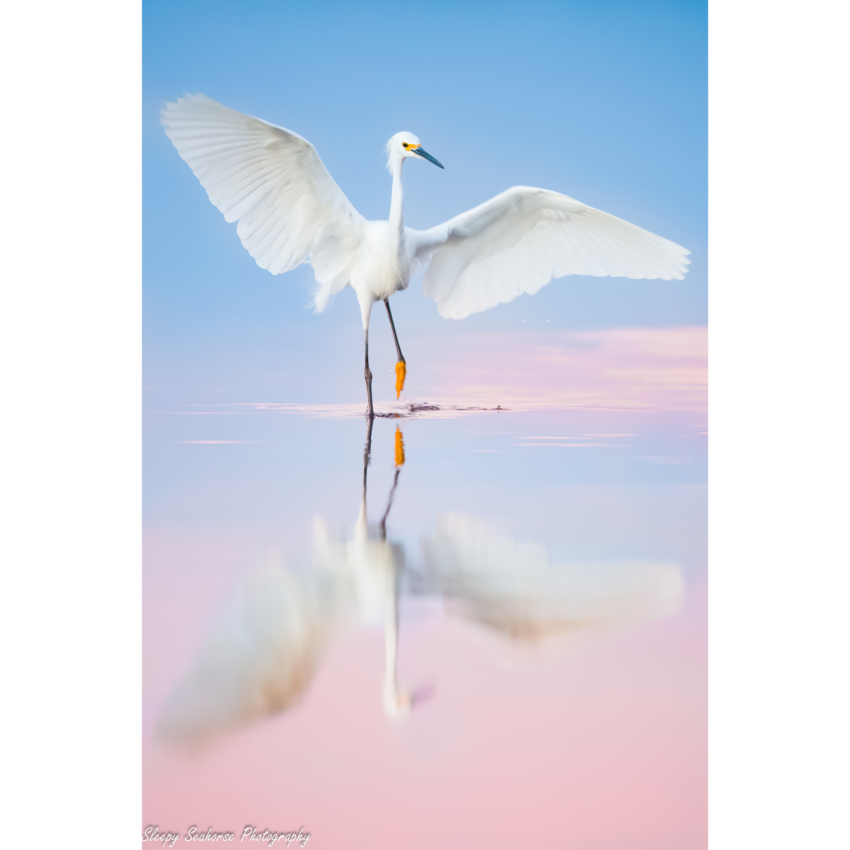 Snowy Egret by Cindy Barbanera-Wedel | Cove.