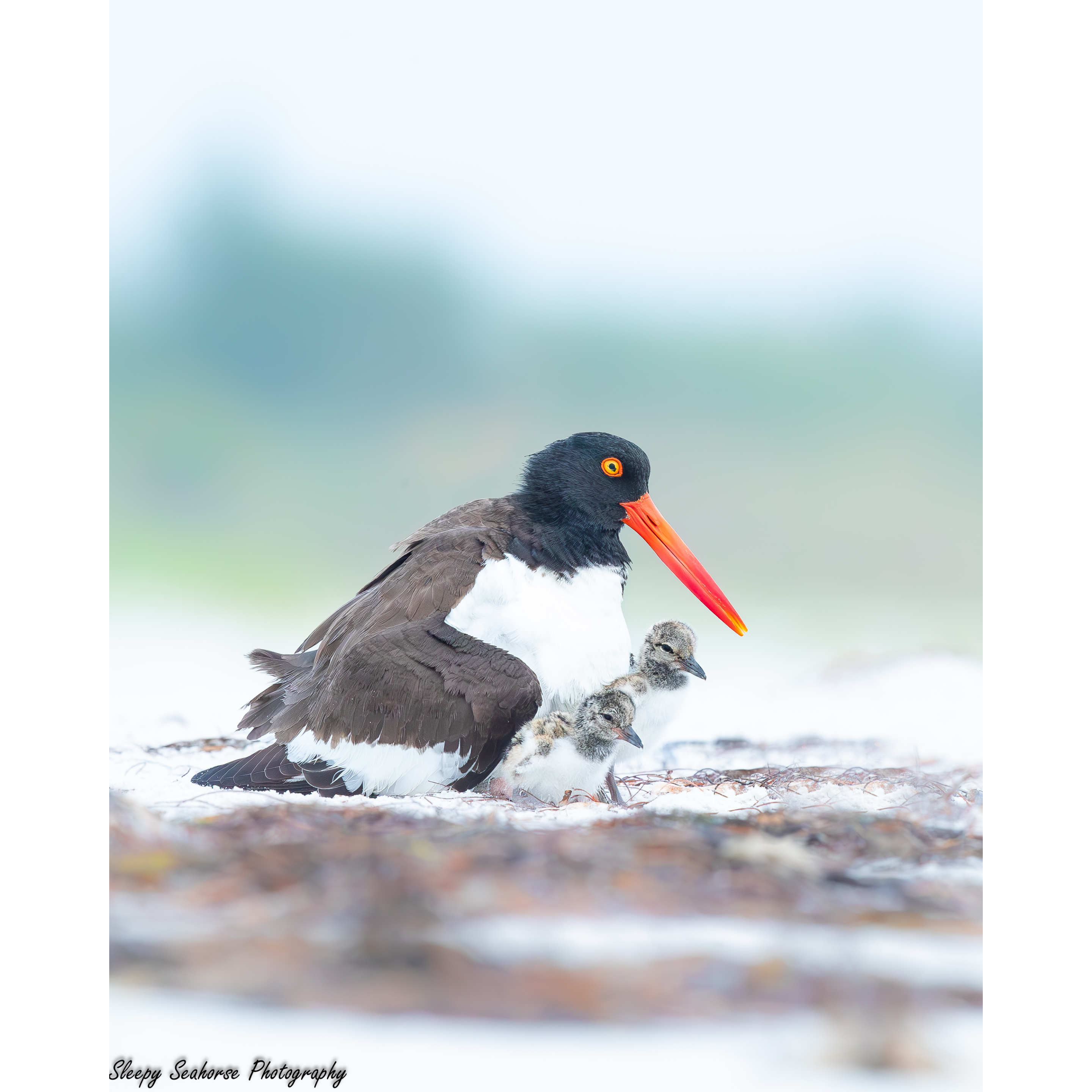 Oystercatcher Family by Cindy Barbanera-Wedel | Cove.